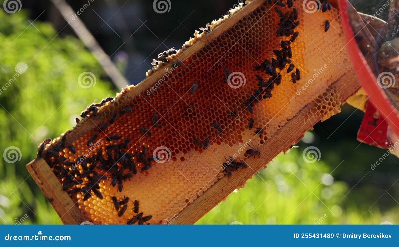 Beekeeper Works in an Apiary with a Beehive Stock Video - Video of ...