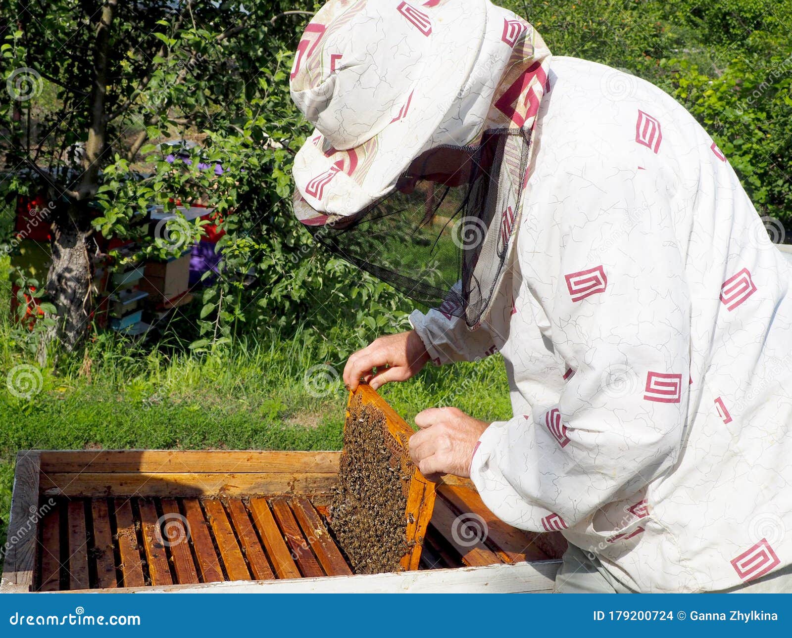 Beekeeper Works in the Apiary Stock Photo - Image of frame, holding ...