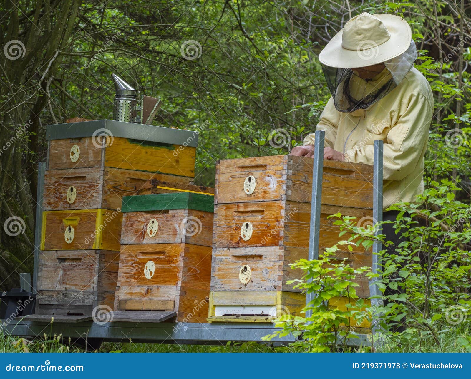 A Beekeeper Works in a Hive - Adds Frames, Watching Bees Stock Photo ...
