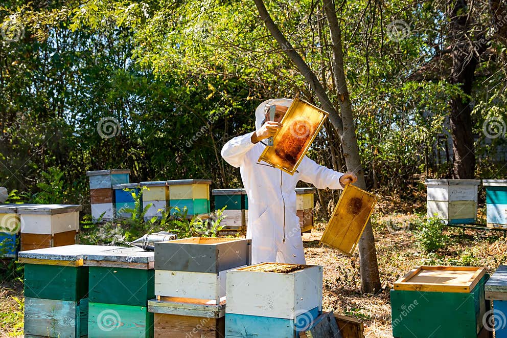 Beekeeper Works with Honeycomb Full of Bees Stock Photo - Image of ...