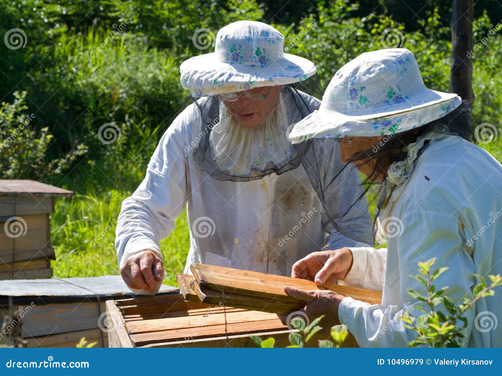 Beekeepers 1 stock image. Image of conservation, cluster - 10496979