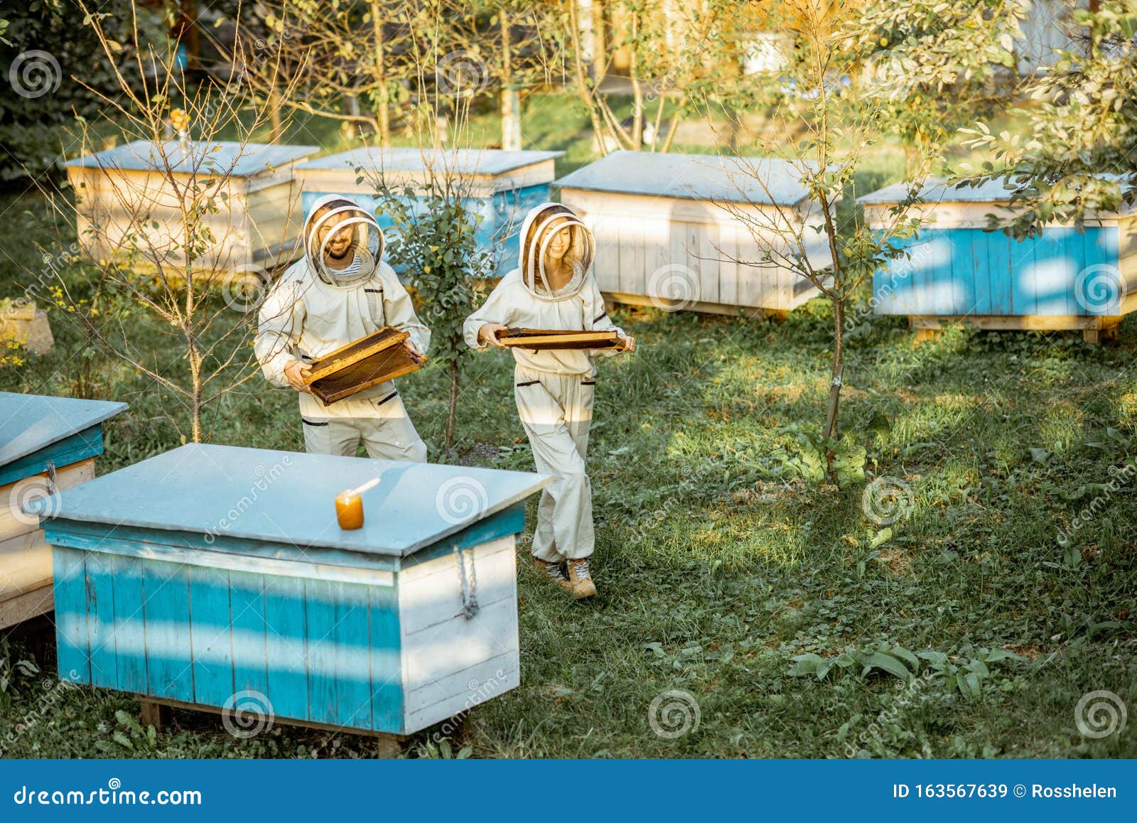 Beekeepers on the apiary stock image. Image of honeycomb - 163567639