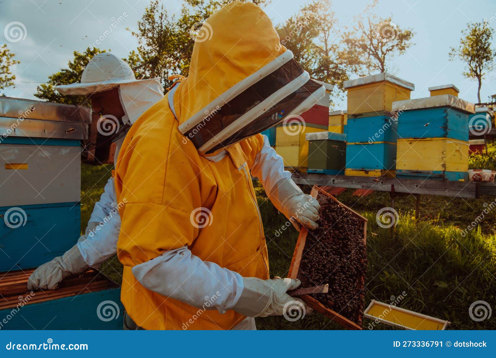 Beekeepers Checking Honey on the Beehive Frame in the Field. Small ...