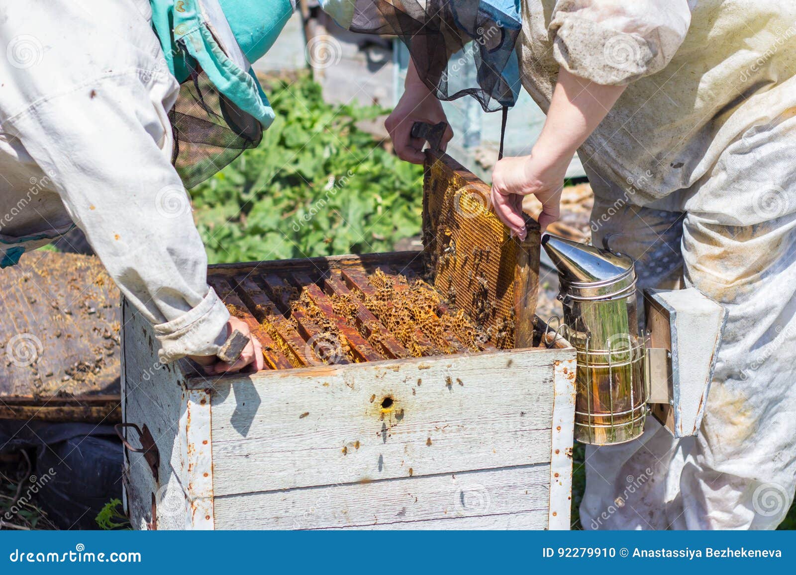 Beekeepers Open the Beehive Stock Photo - Image of person, beehive ...