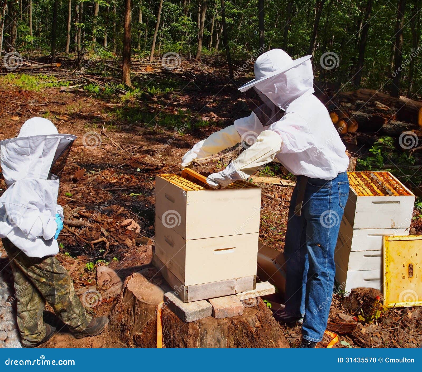 Beekeepers Tending Hive stock photo. Image of sustainability - 31435570