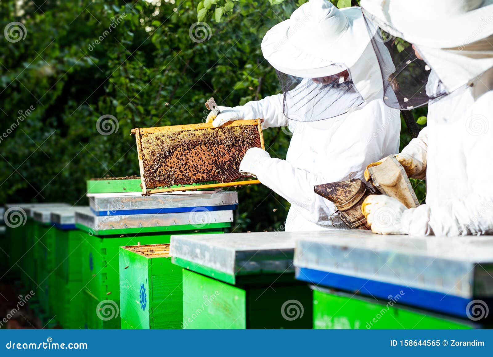 Beekeepers at Work Collecting Honey Outdoors. Stock Image - Image of ...