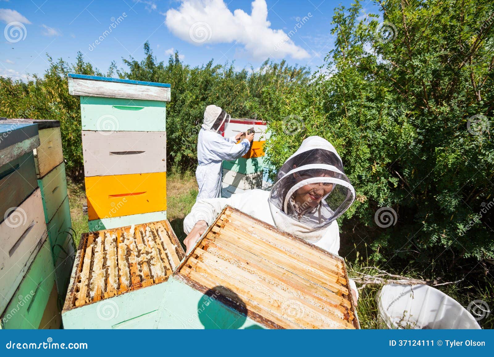 Beekeepers Working in Apiary Stock Image - Image of harvest, objects ...