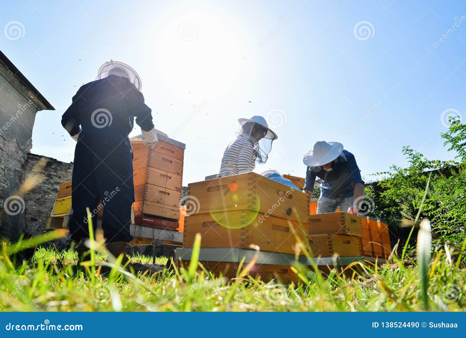 Beekeepers Working with the Beehives in the Apiary Editorial Image ...