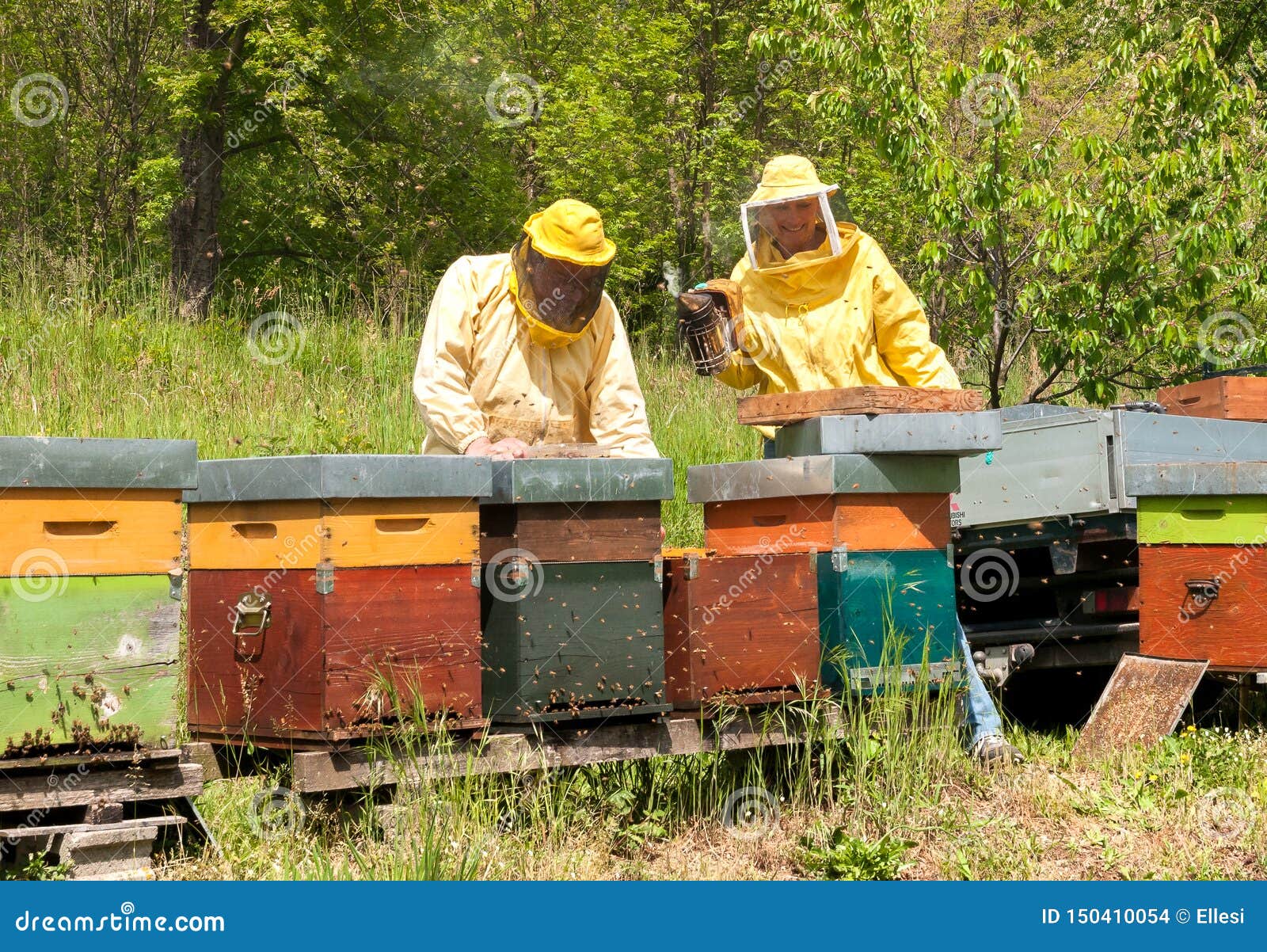 Beekeepers are Working with Bees and Beehives on the Apiary Stock Photo ...