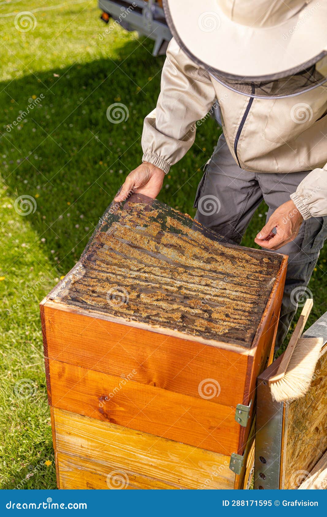 Beekeepers Working in the Hives Stock Image - Image of apiculture, beehive: 288171595