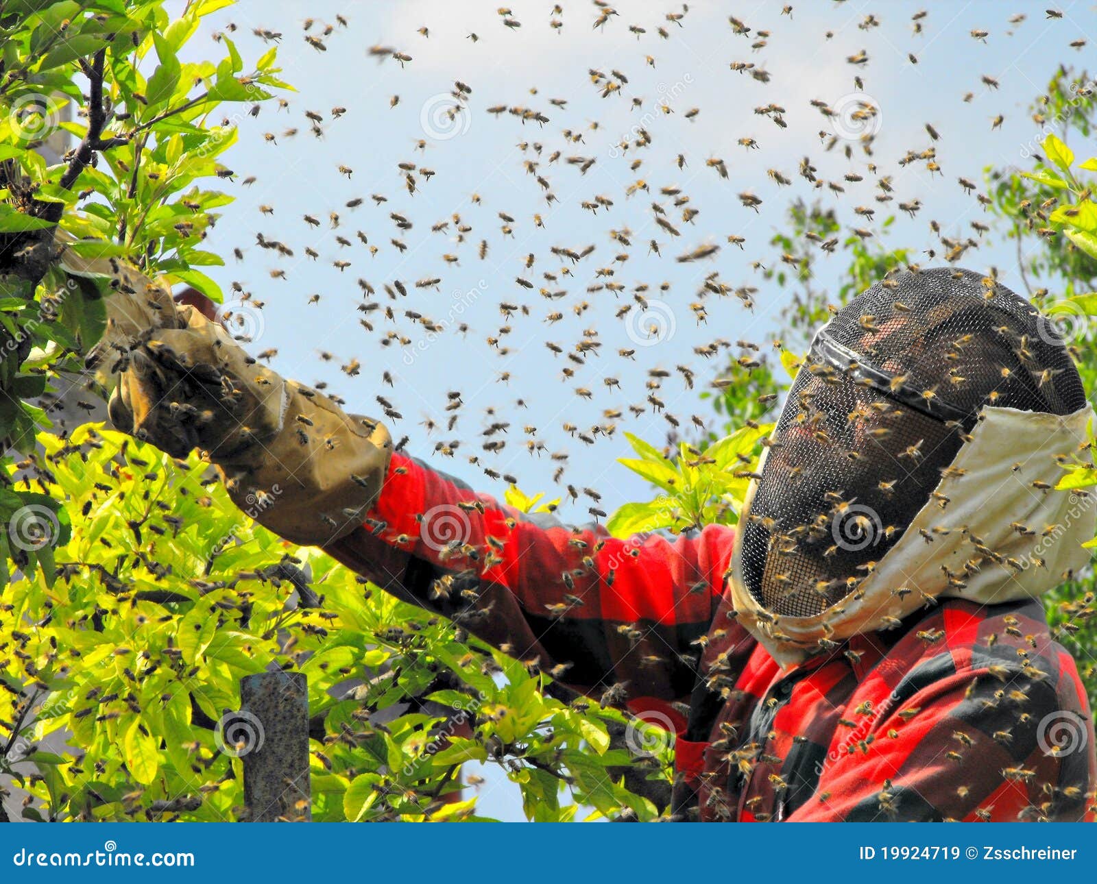 Beekeeping stock image. Image of hive, apiary, country - 19924719