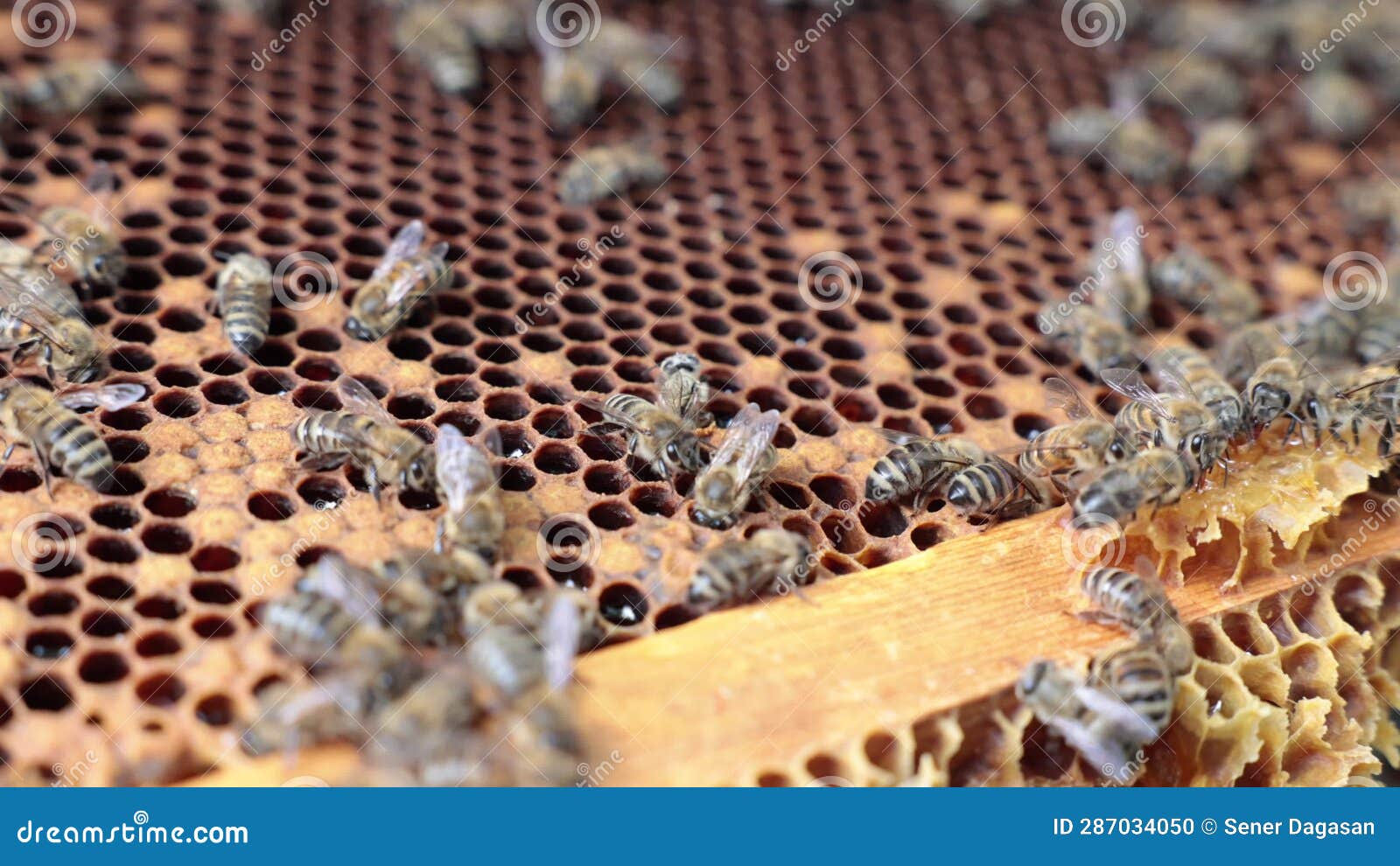 Beekeeping or Apiculture Concept Video. Worker Bee Birth 4k Video Stock ...