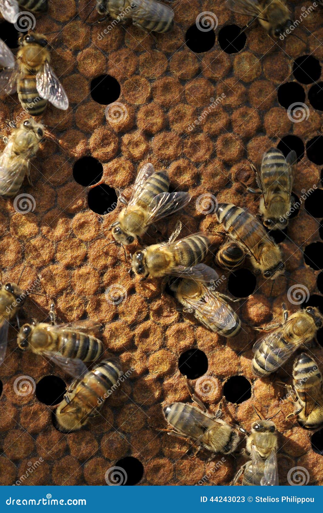 Beekeeping stock image. Image of apiculture, concept - 44243023