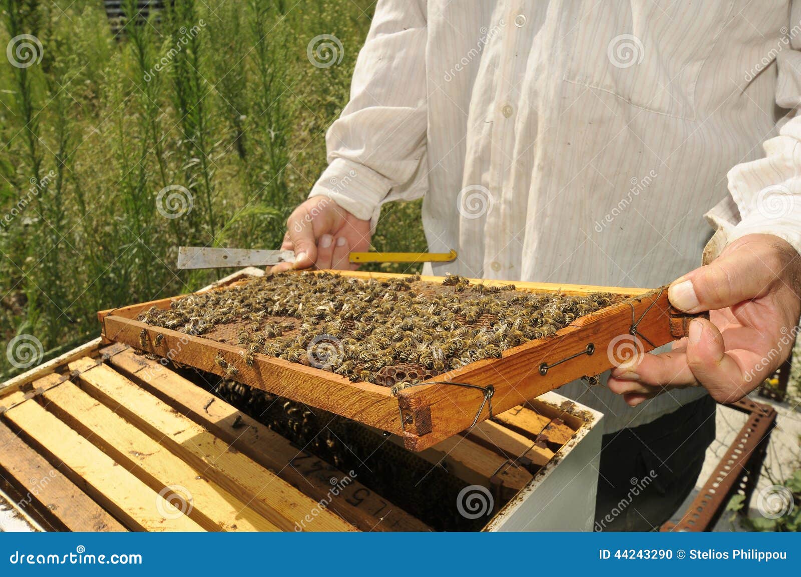 Beekeeping stock photo. Image of breakfast, honey, diet - 44243290