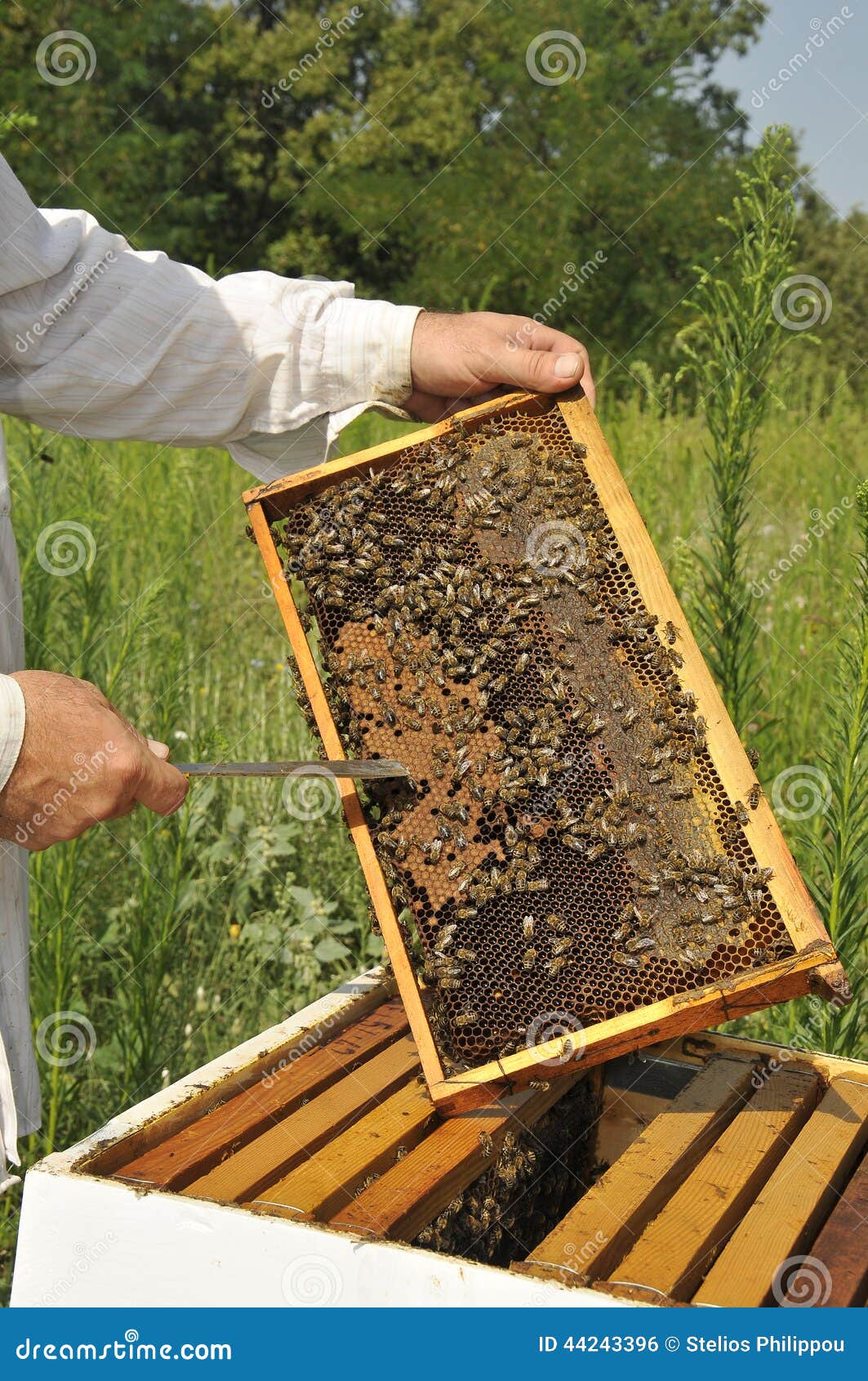 Beekeeping stock photo. Image of finger, garden, green - 44243396