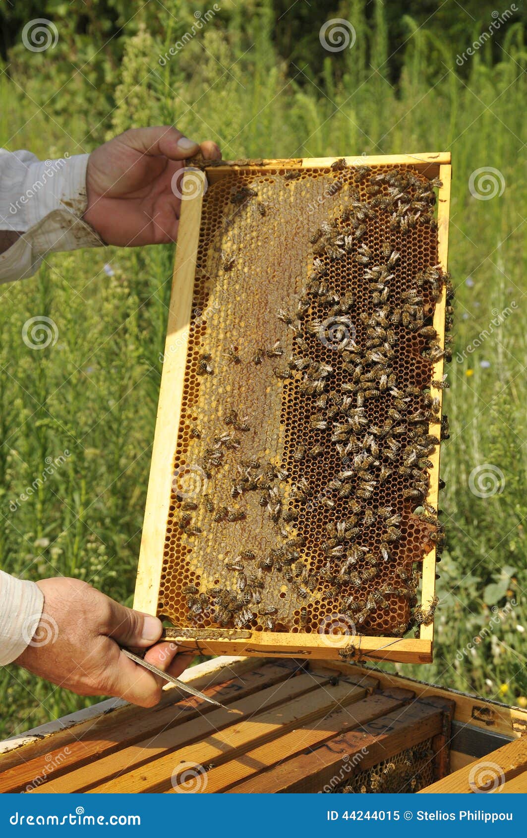 Beekeeping stock image. Image of honey, cell, executive - 44244015