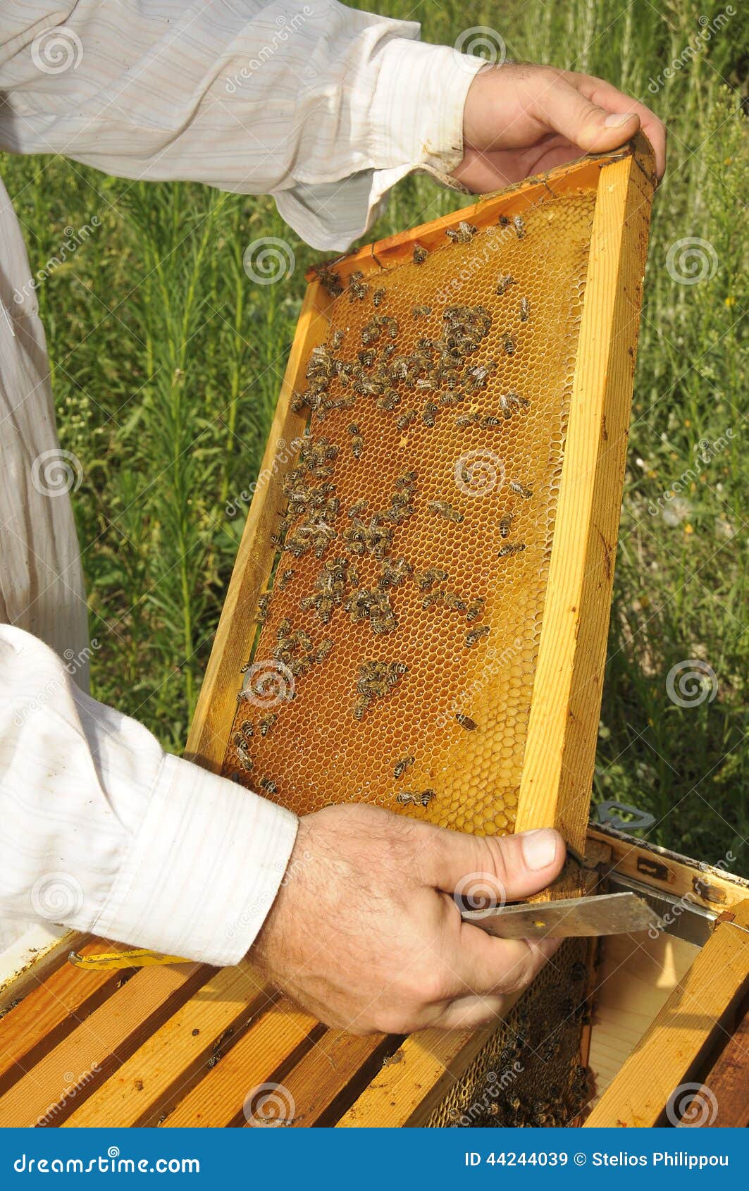 Beekeeping stock image. Image of beehive, ecology, house - 44244039