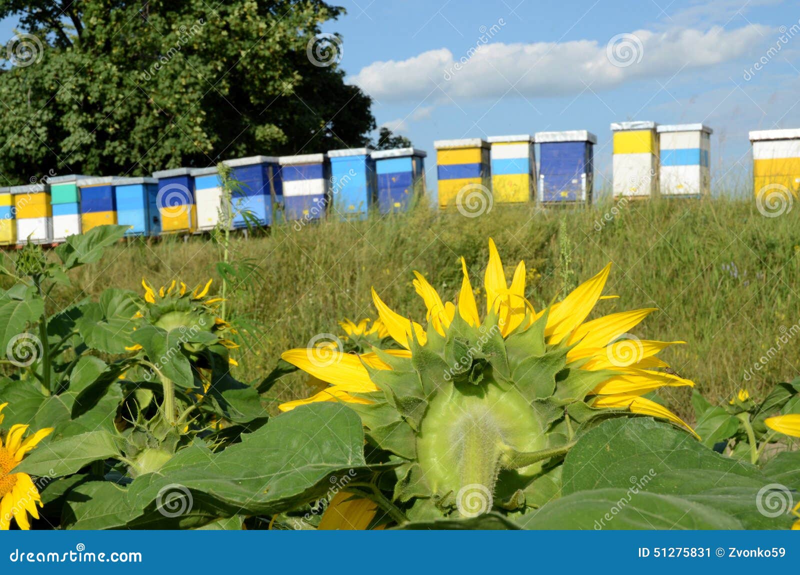 Beekeeping stock image. Image of eastern, beehive, flower - 51275831