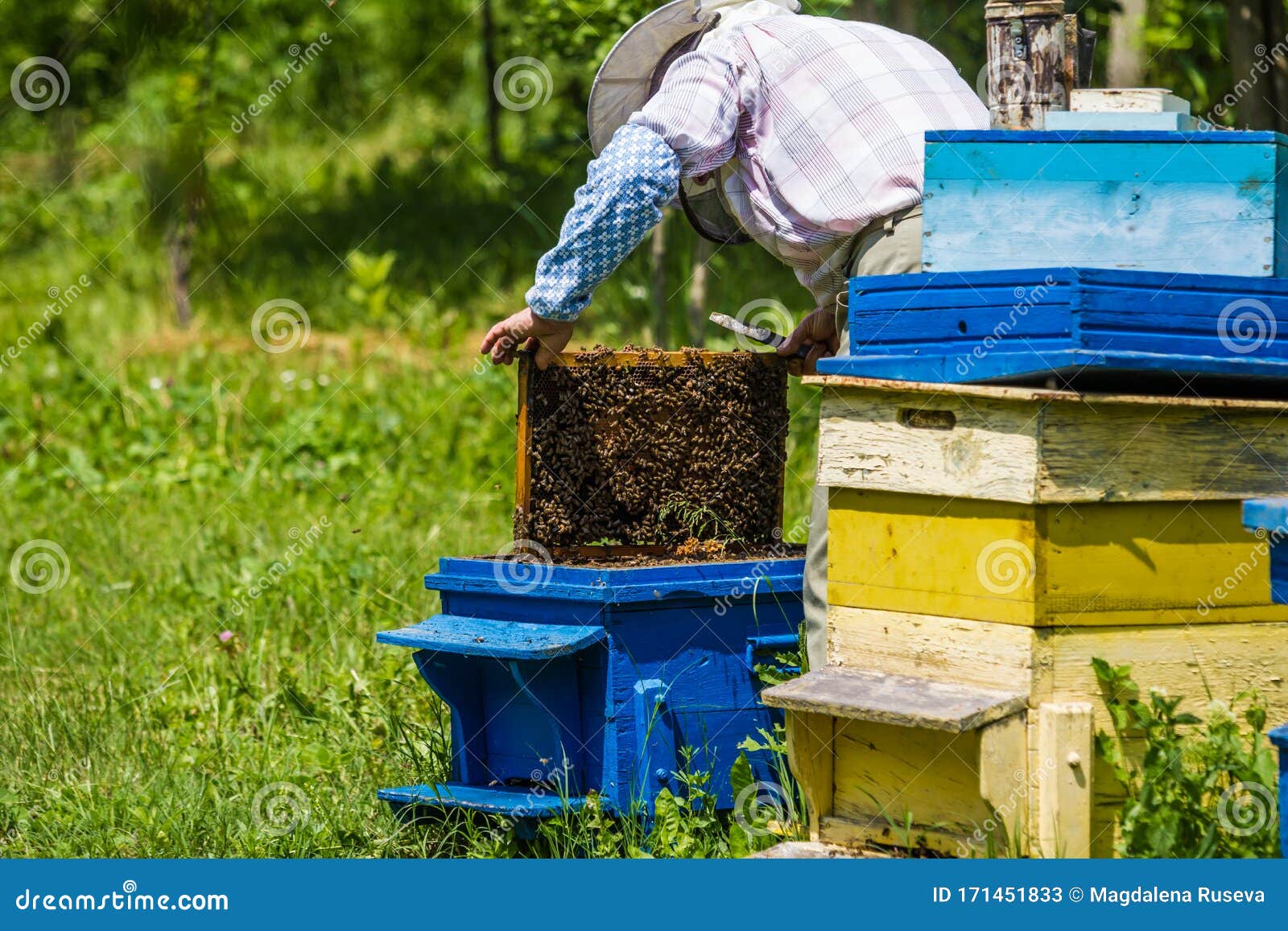 Beekeeper checking hive stock image. Image of apiary - 171451833