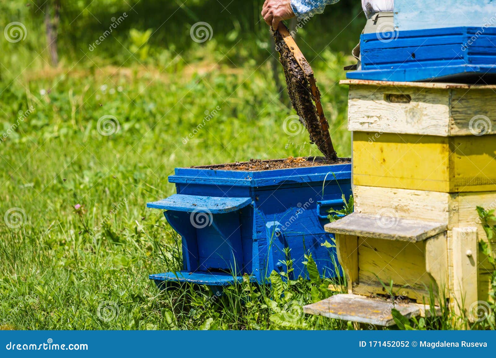 Beekeeper checking hive stock photo. Image of checking - 171452052