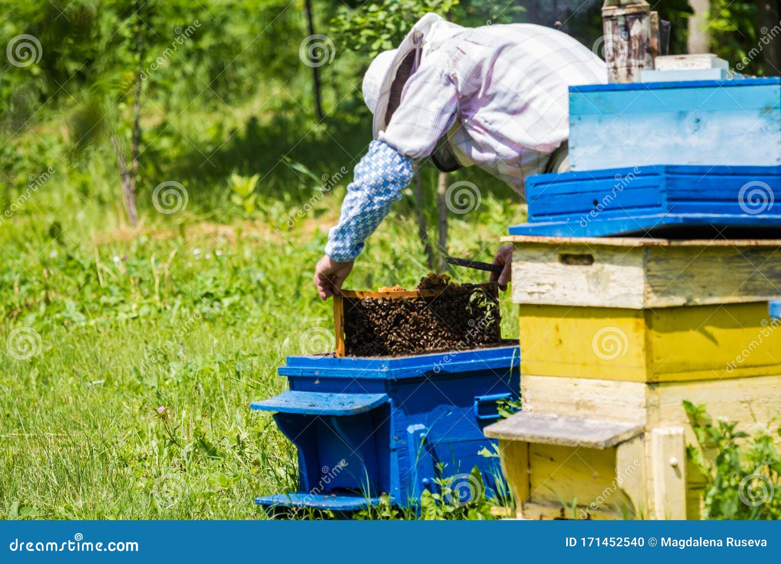 Beekeeper checking hive stock photo. Image of bees, beeyard - 171452540