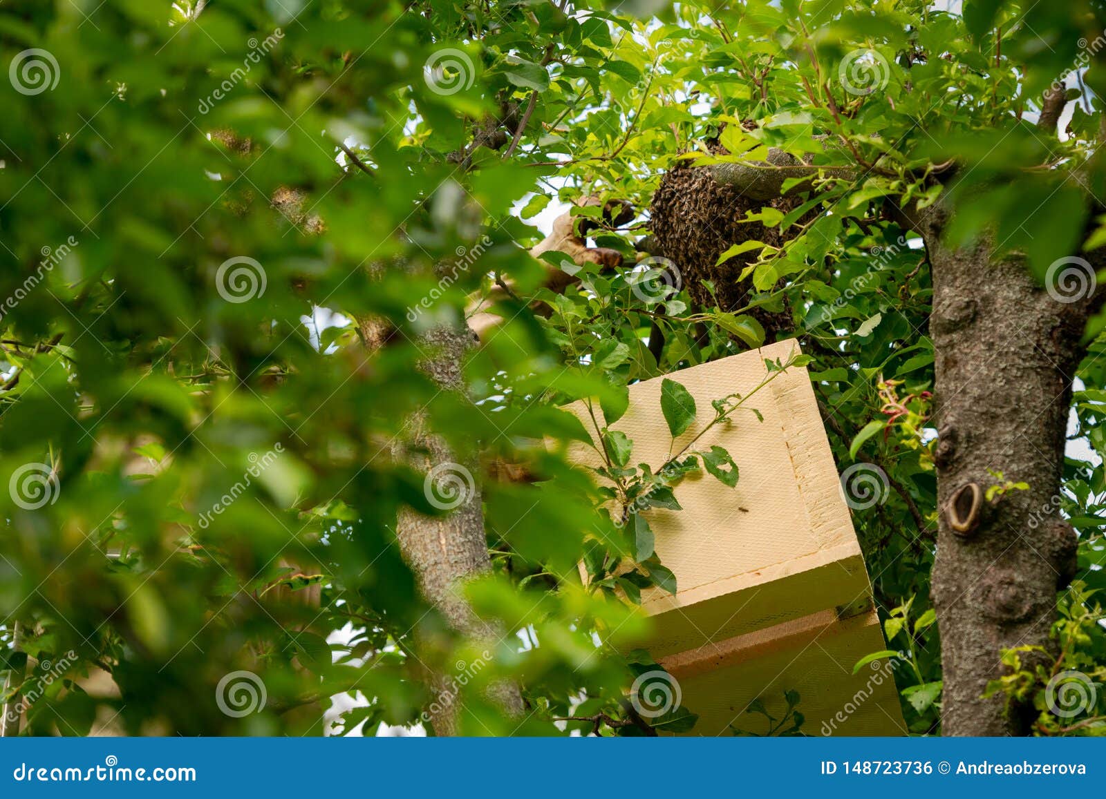 Beekeeping. Beekeeper Collecting Escaped Bees Swarm from a Tree. Apiary ...