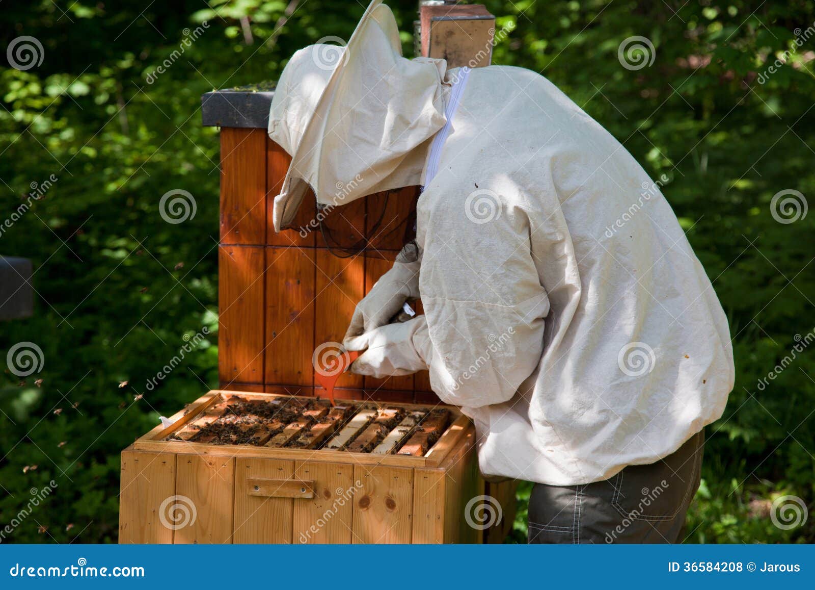 Beekeeping stock photo. Image of colony, honeycomb, danger - 36584208