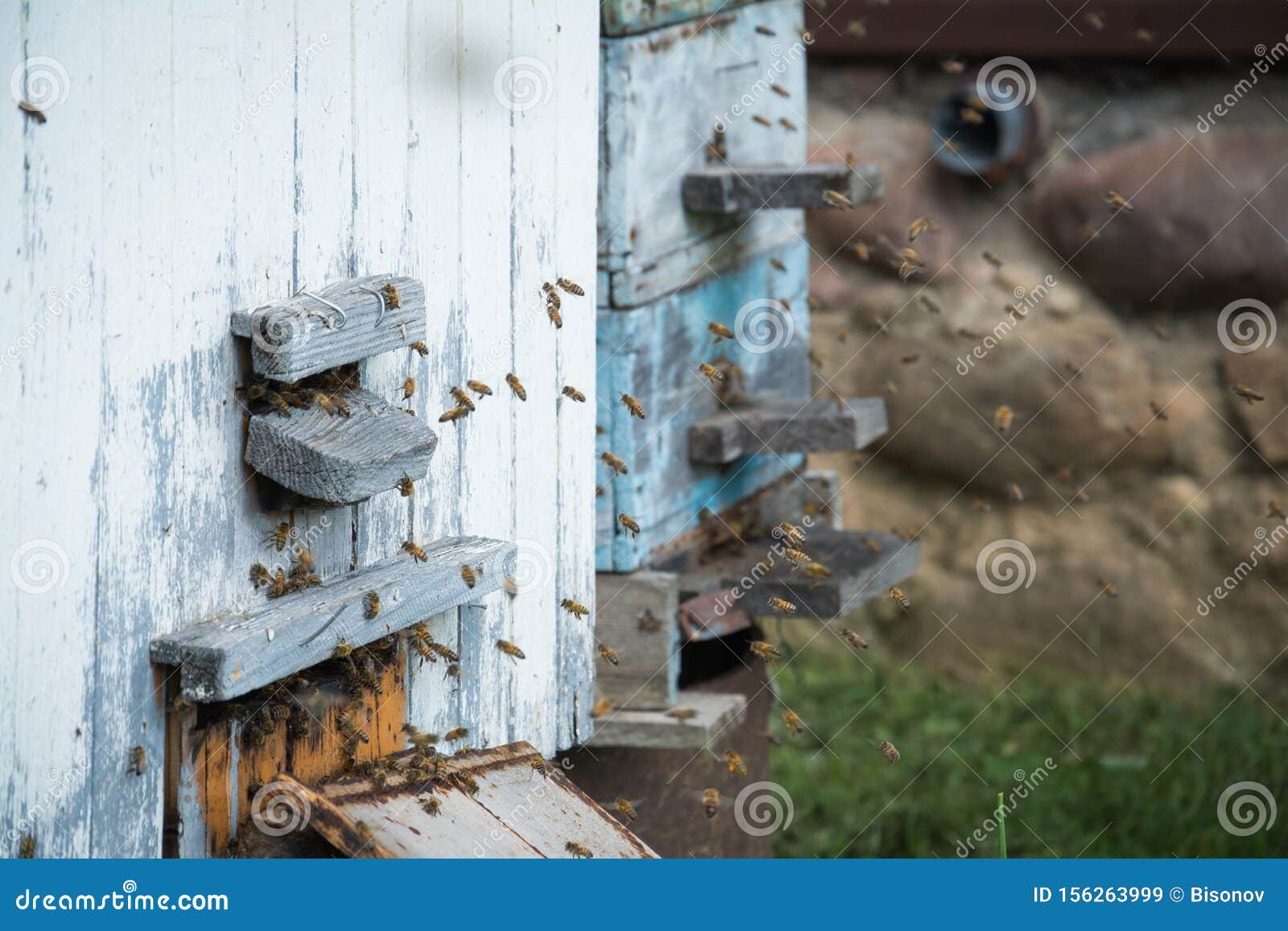 Beekeeping, Beekeeper at Work Stock Image - Image of beekeeping, colony ...