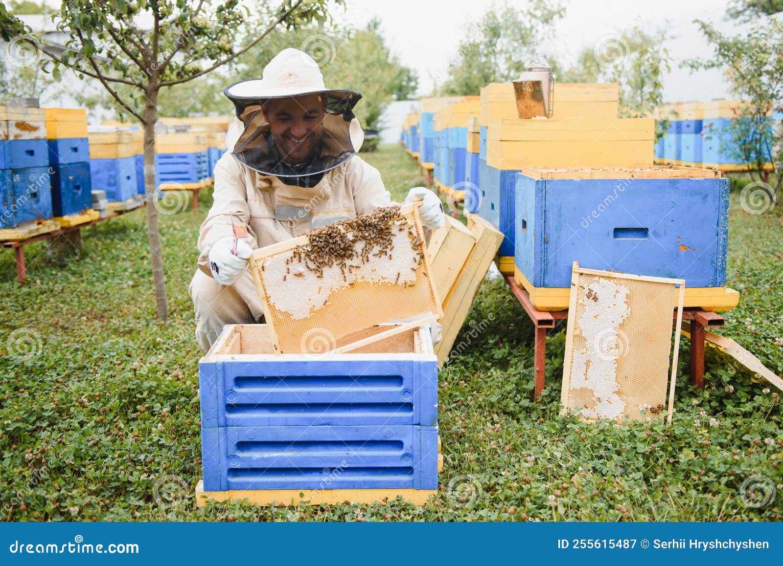 Beekeeping, Beekeeper at Work, Bees in Flight. Stock Image - Image of green, hive: 255615487