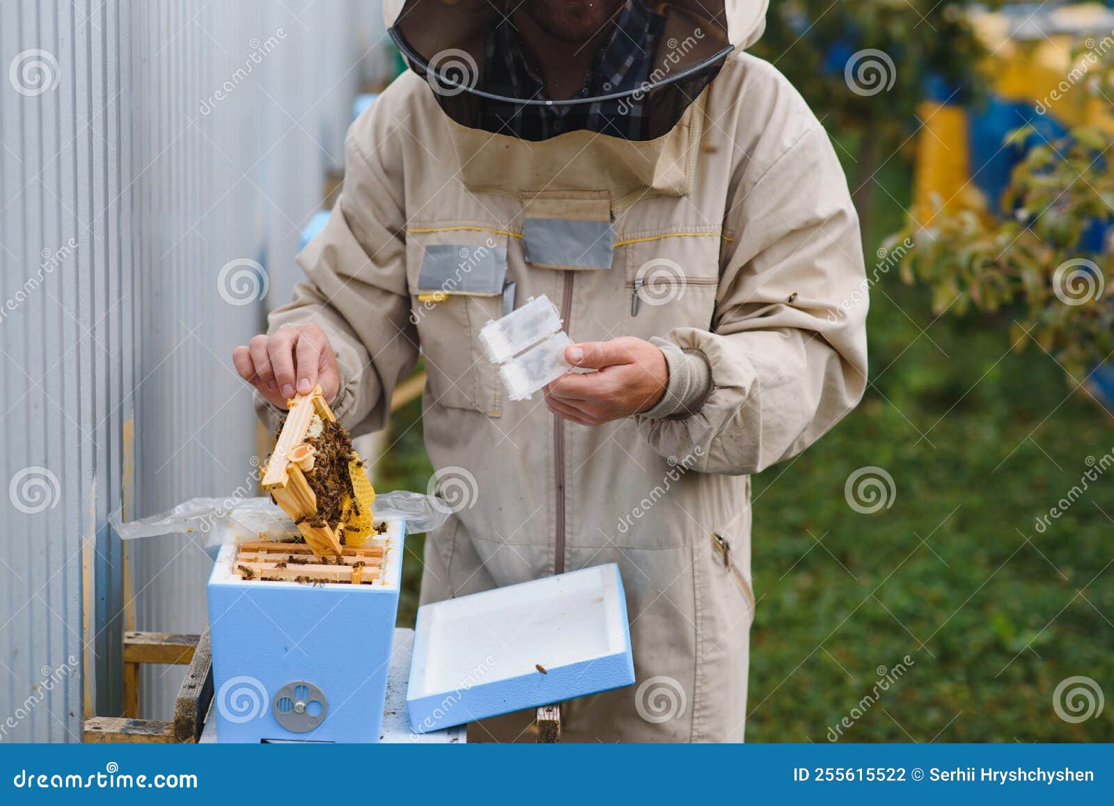 Beekeeping, Beekeeper at Work, Bees in Flight. Stock Photo - Image of ...