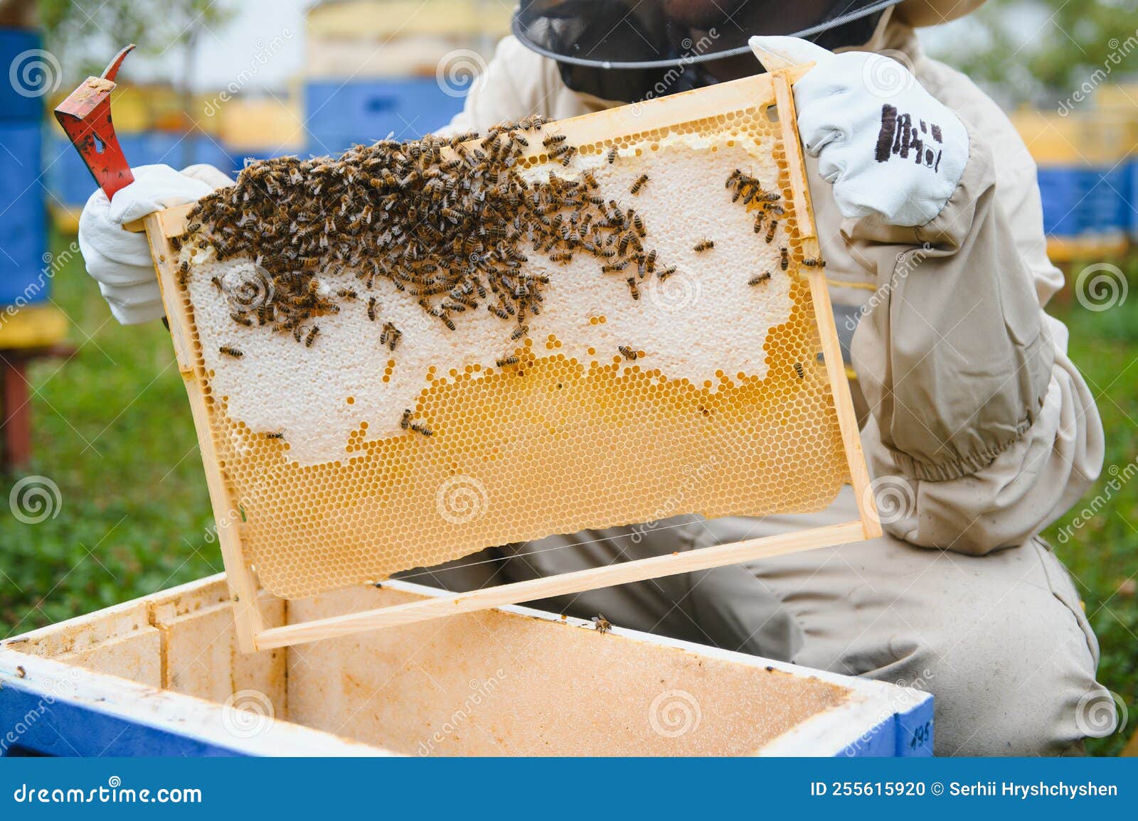 Beekeeping, Beekeeper at Work, Bees in Flight. Stock Photo - Image of ...