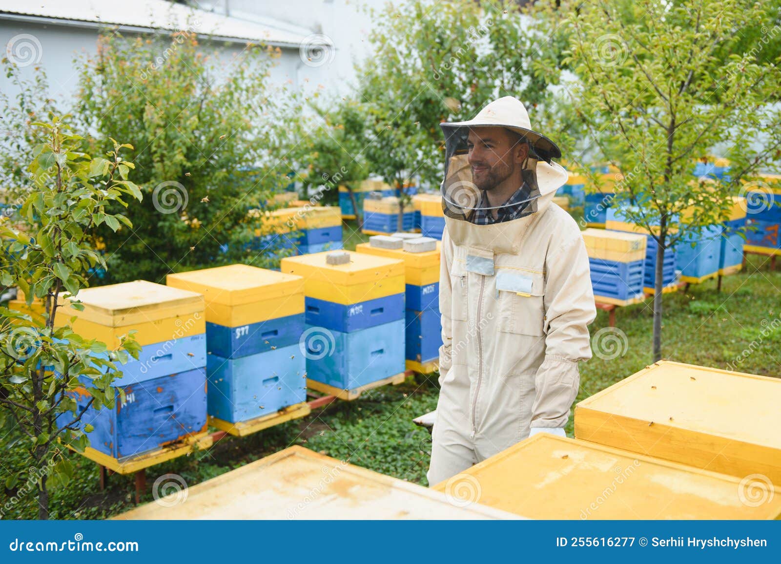 Beekeeping, Beekeeper at Work, Bees in Flight. Stock Image - Image of ...