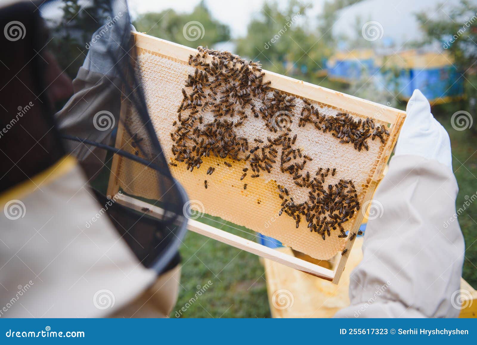 Beekeeping, Beekeeper at Work, Bees in Flight. Stock Image - Image of ...