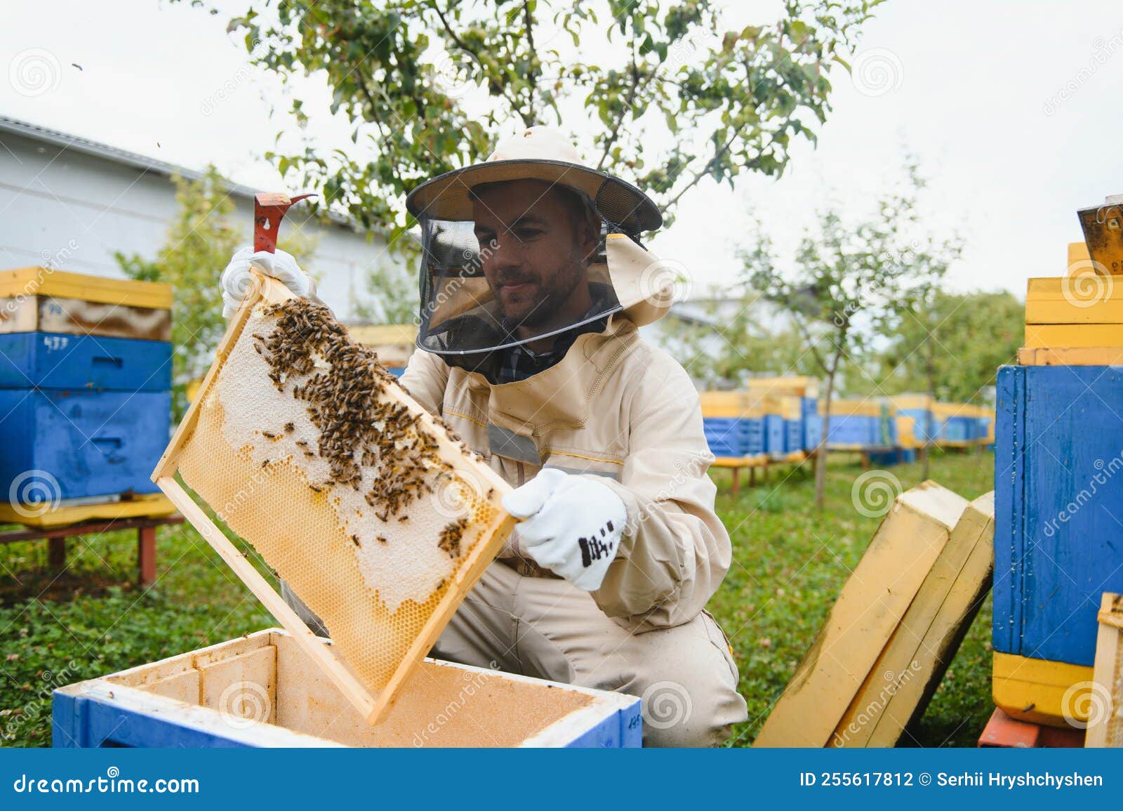 Work Bees In Hive Stock Photo | CartoonDealer.com #33377952