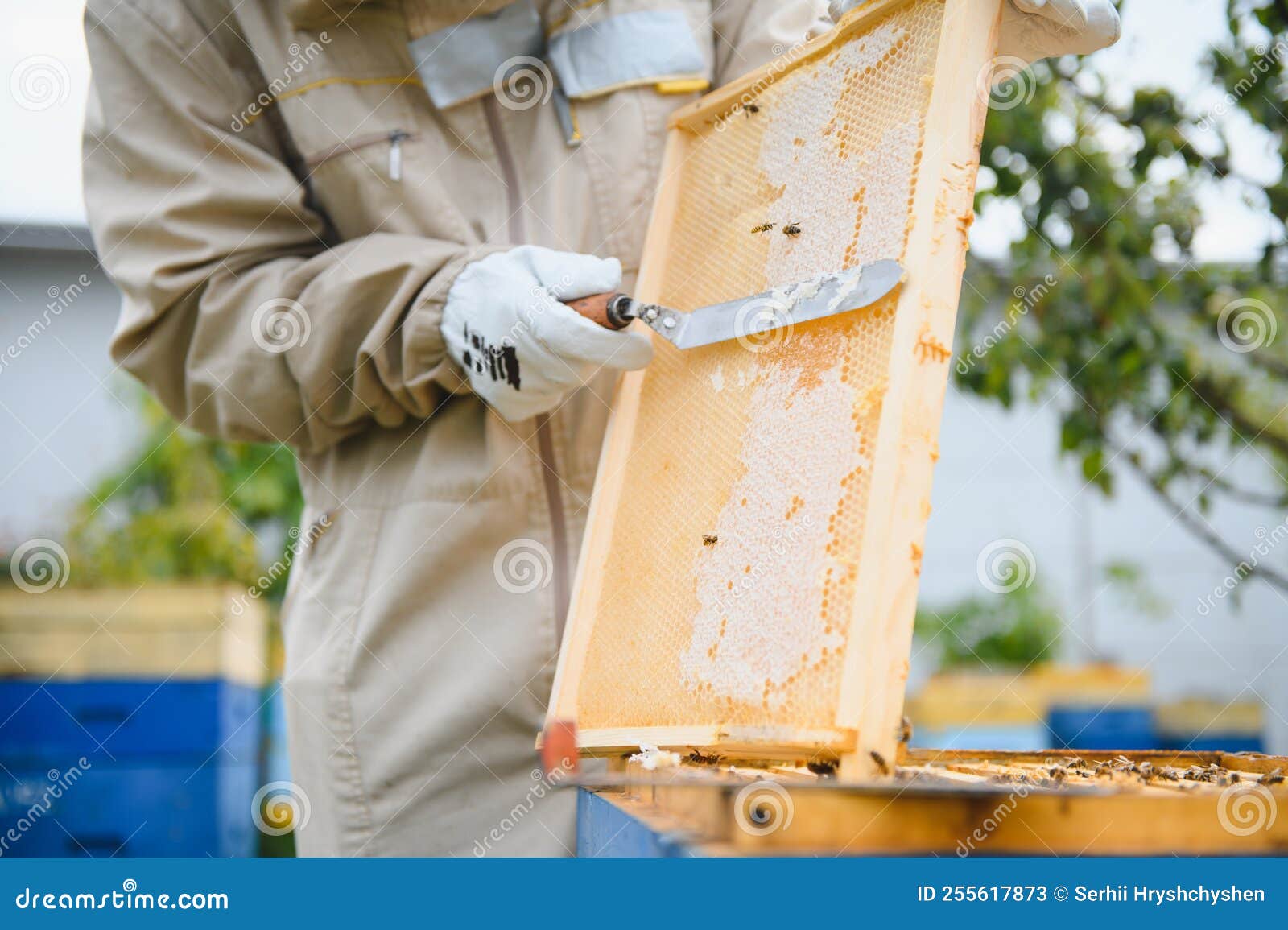 Beekeeping, Beekeeper at Work, Bees in Flight. Stock Image - Image of ...