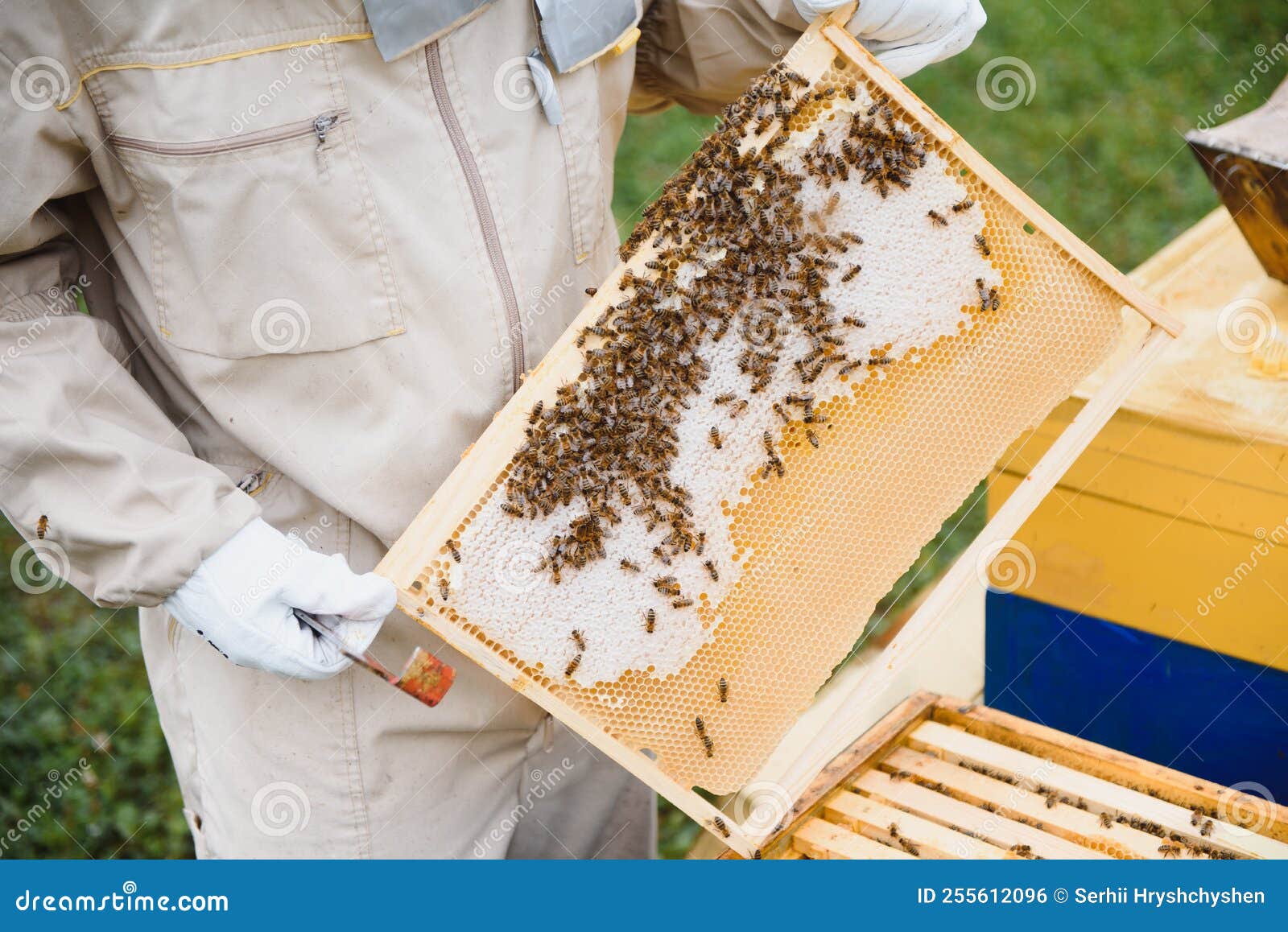 Beekeeping, Beekeeper at Work, Bees in Flight. Stock Photo - Image of ...