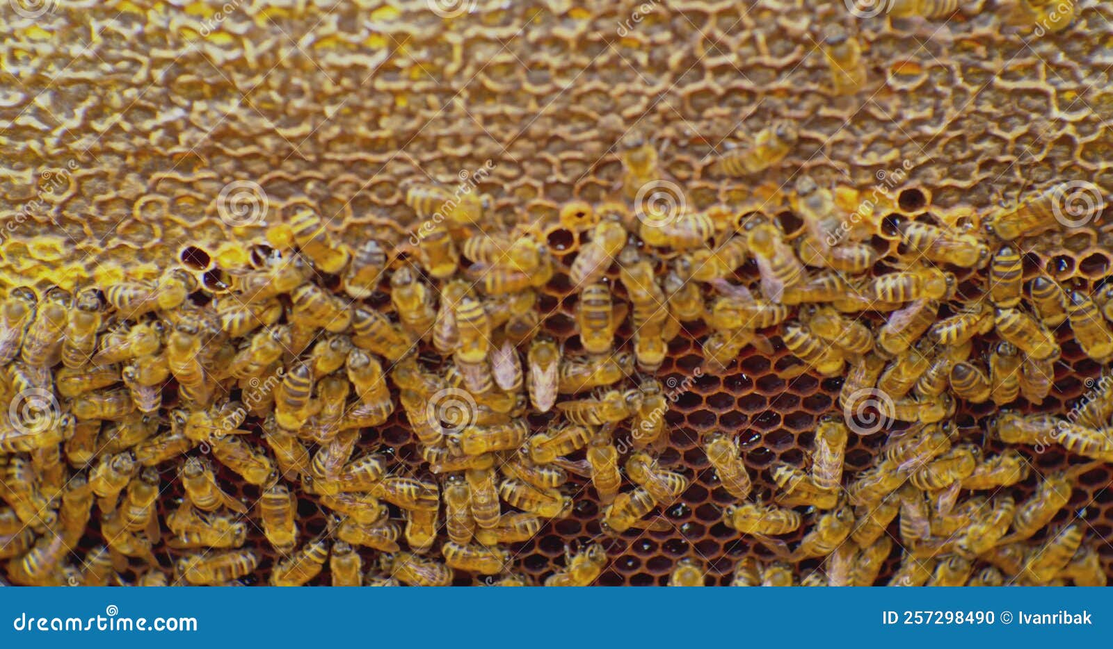 Beekeeping. Bees Work on Combs Inside the Hive Stock Footage - Video of ...