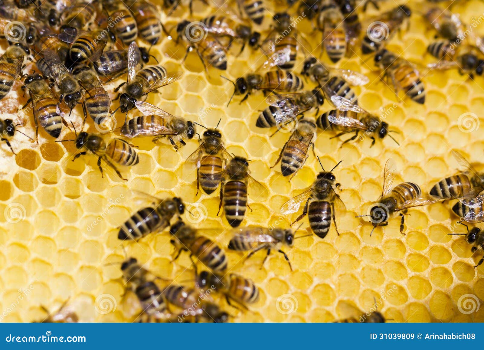 Beekeeping stock image. Image of organic, comb, beekeeping - 31039809