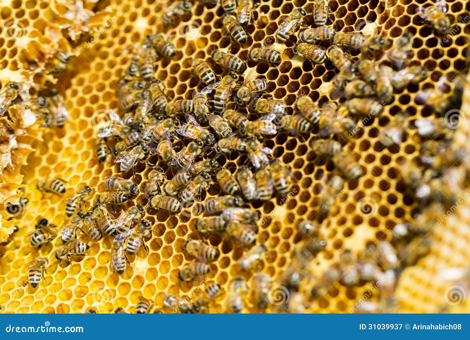 Beekeeping stock image. Image of beeswax, nectar, summertime - 31039937