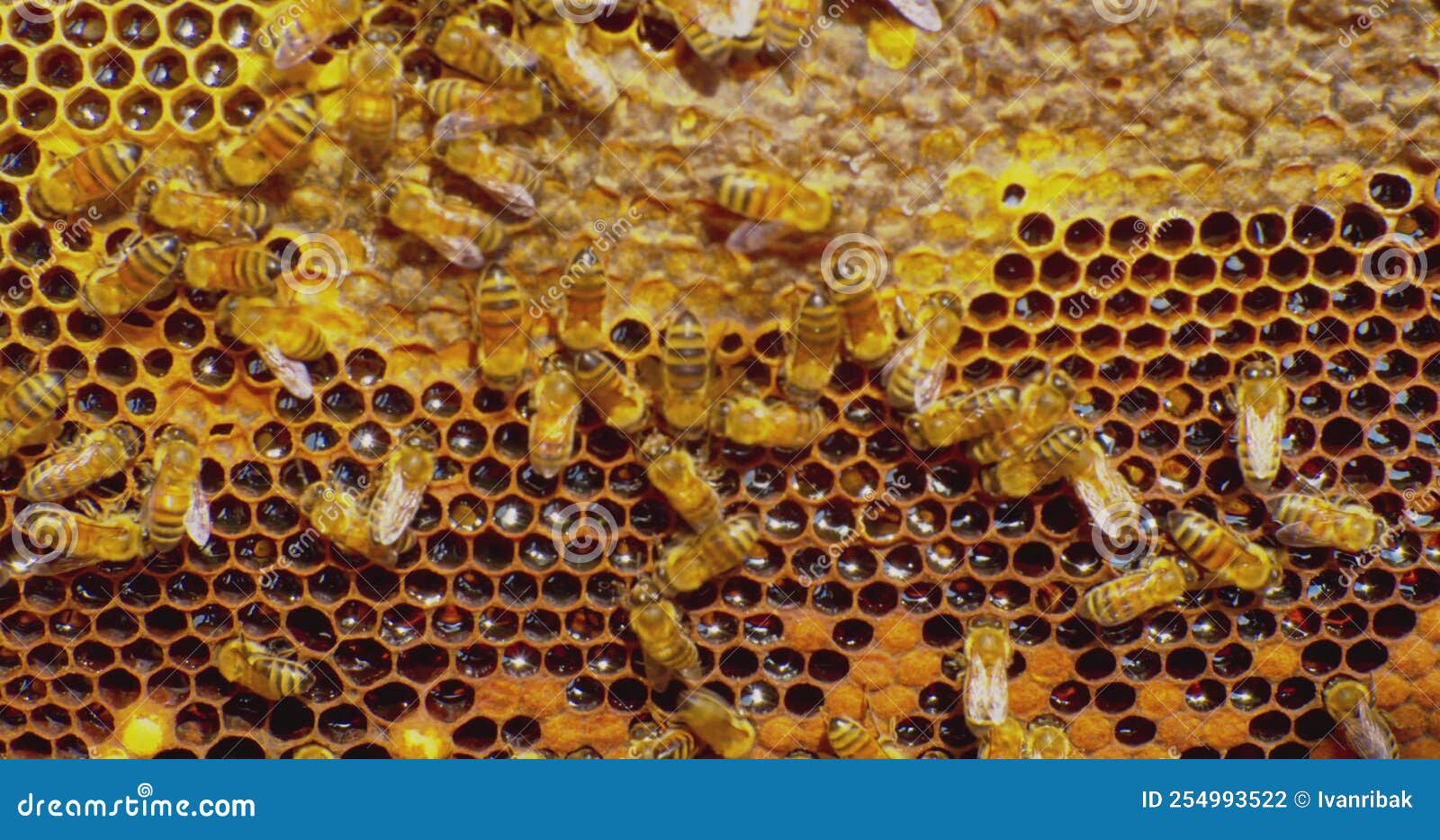 Beekeeping. Close Up of Bees on Hive Honeycomb Stock Footage - Video of ...