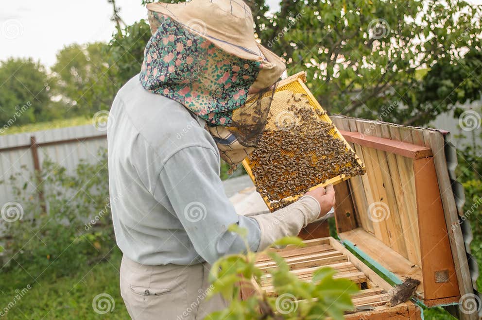 Beekeeping at Home Beekeeping at Home Beekeeping at Home Stock Photo ...