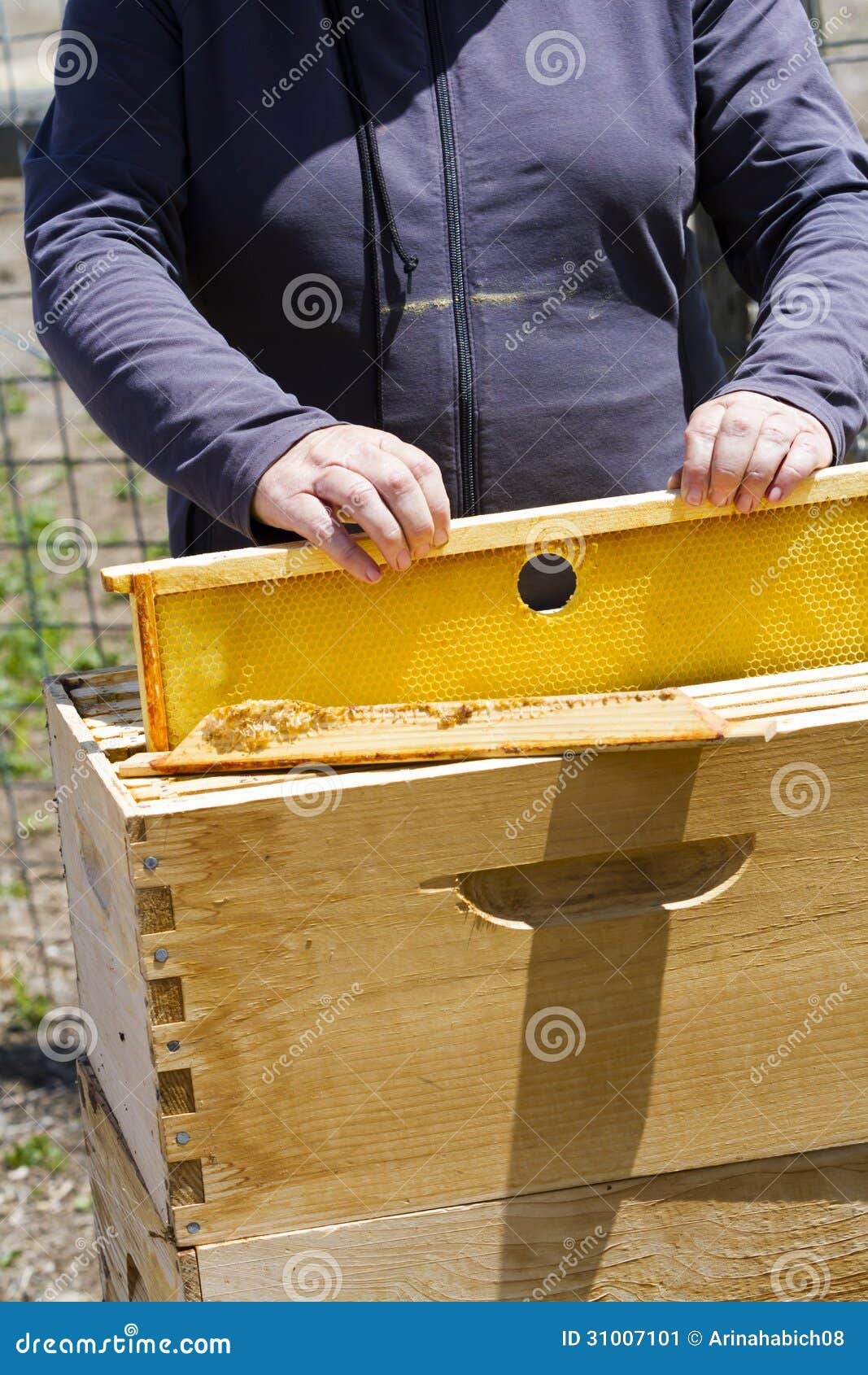 Beekeeping stock image. Image of organic, beehive, homemade - 31007101