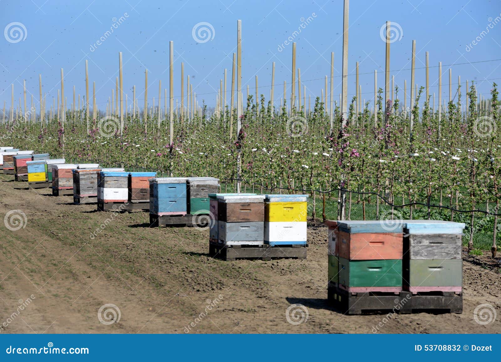 Beekeeping in Modern Apple Orchard Stock Photo - Image of apiculture ...