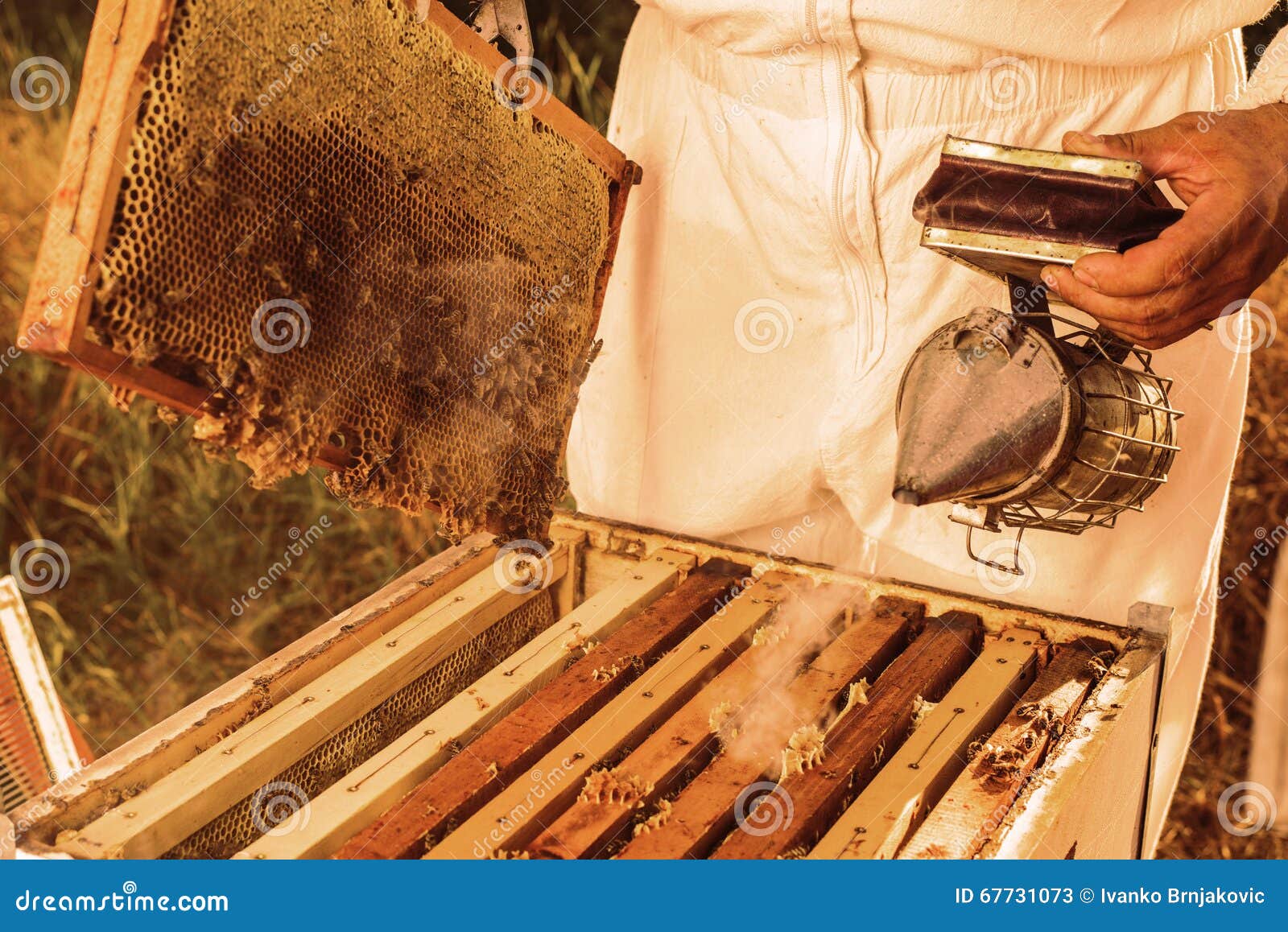 Beekeeping tool stock image. Image of occupation, hand - 67731073