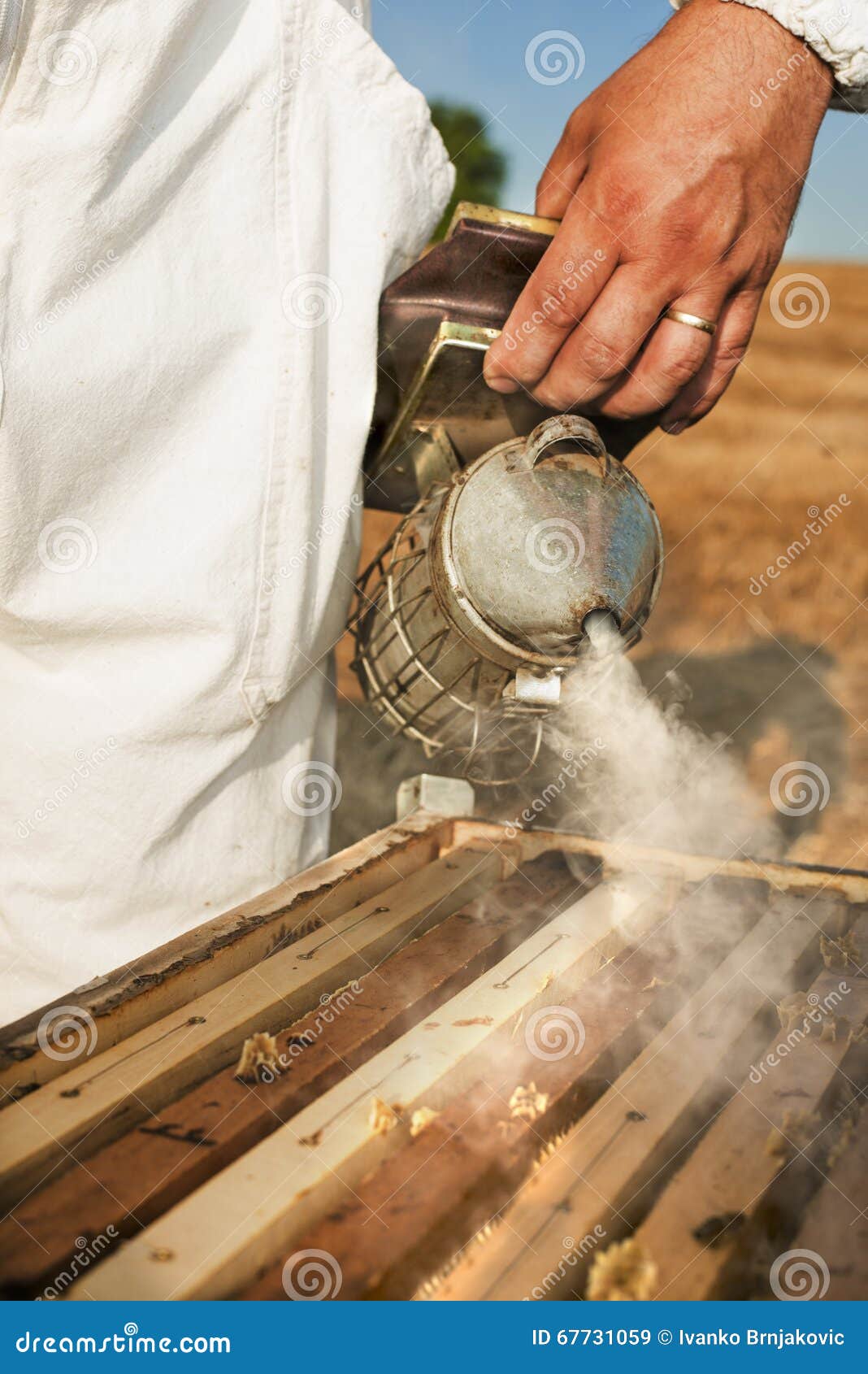 Beekeeping tool stock image. Image of tool, human, working - 67731059