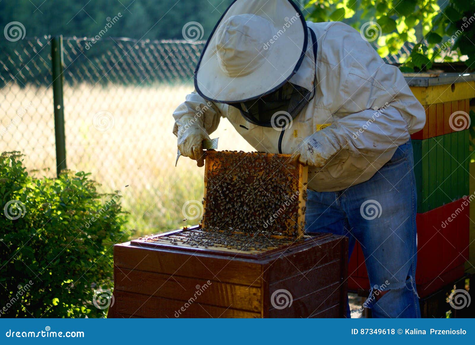 Beekeping and beekeeper. stock photo. Image of colony - 87349618