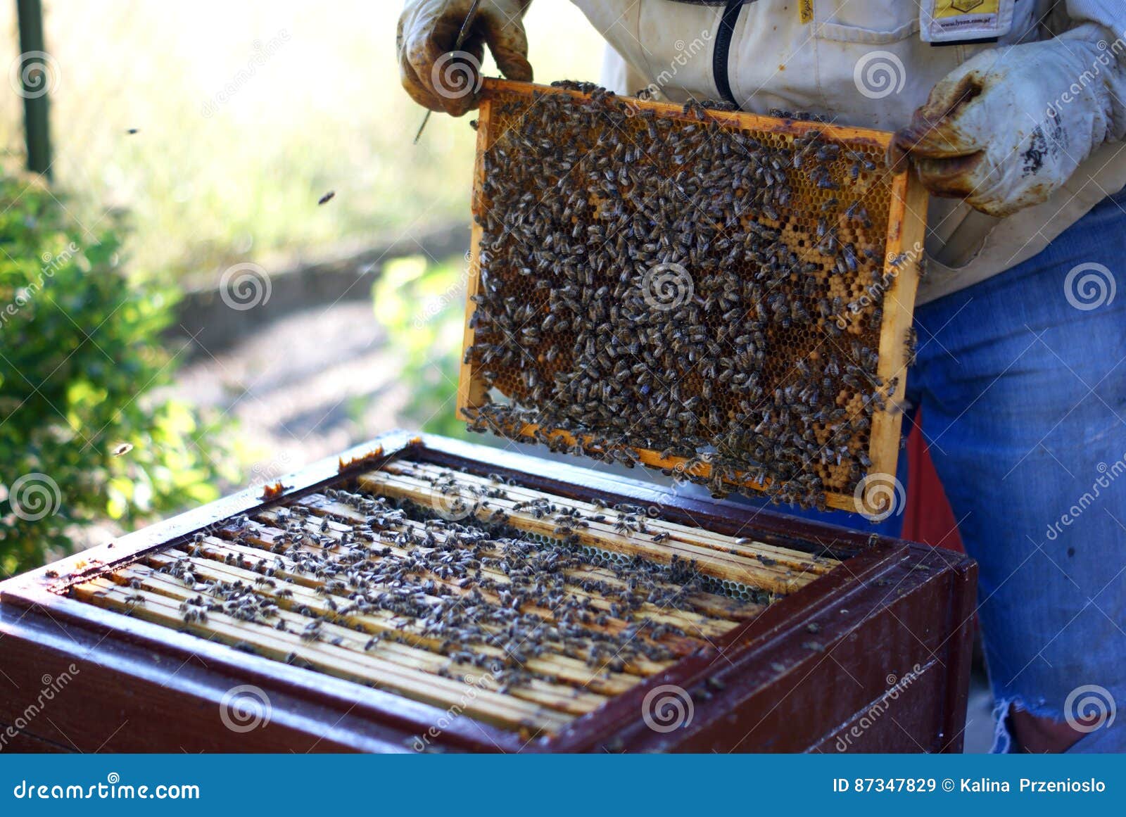 Beekepping stock image. Image of cells, hands, holding - 87347829