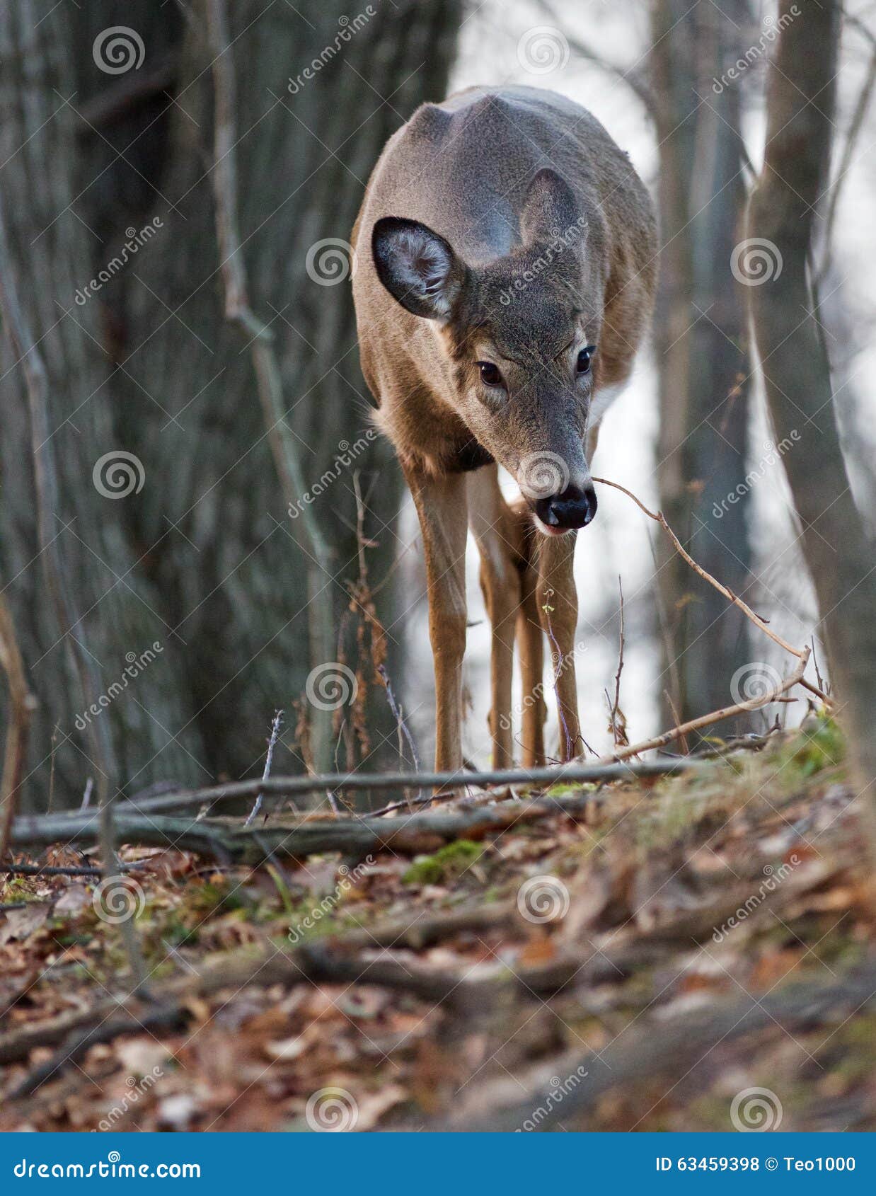 Beeld Met De Herten Die Het Gras in Het Bos Eten Stock Foto - Image of ...