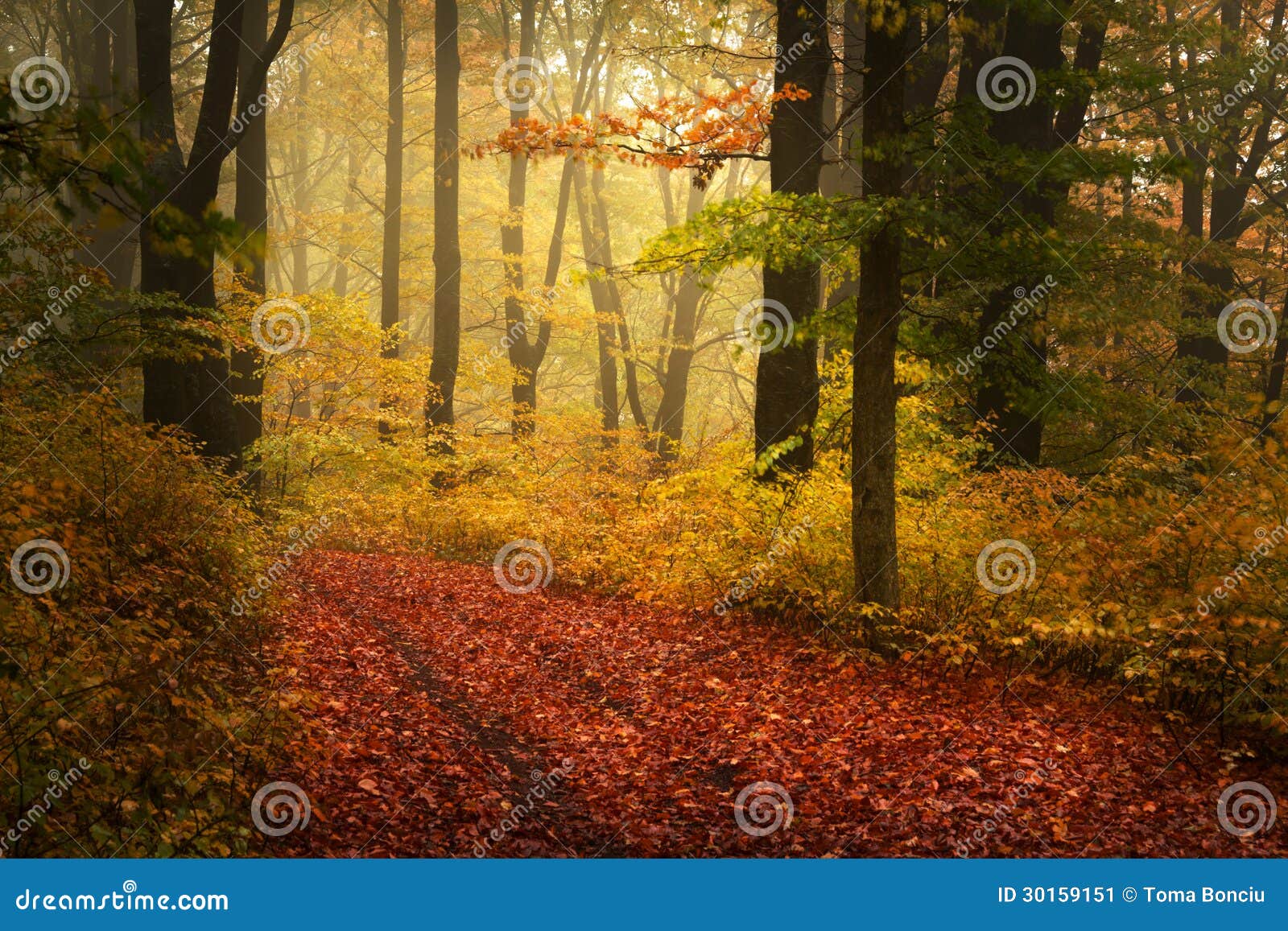 Mooi bos tijdens de herfst stock afbeelding. Image of mist - 30159151