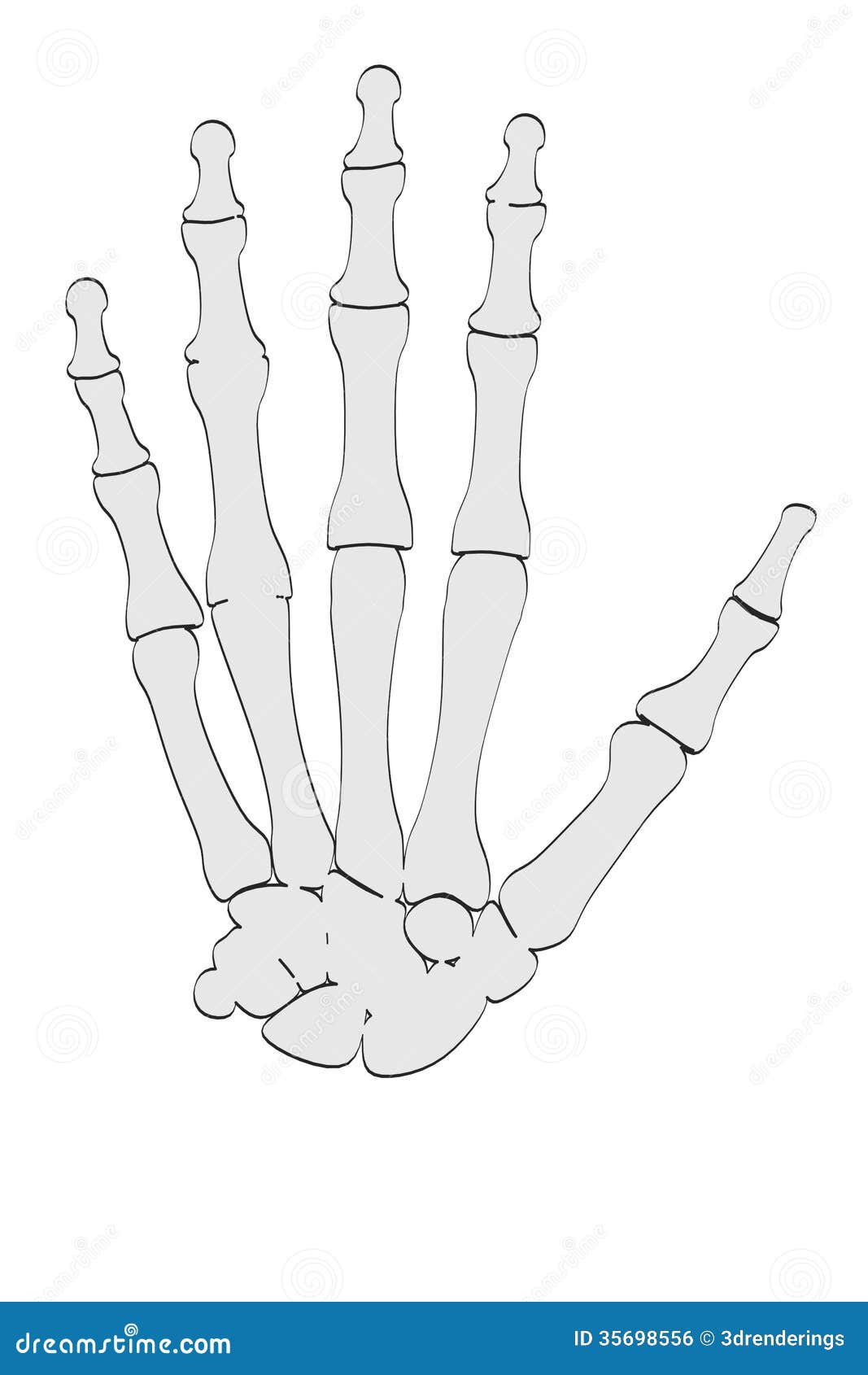 Beeld Van Beenderen Op Hand Stock Illustratie - Illustration of systeem ...